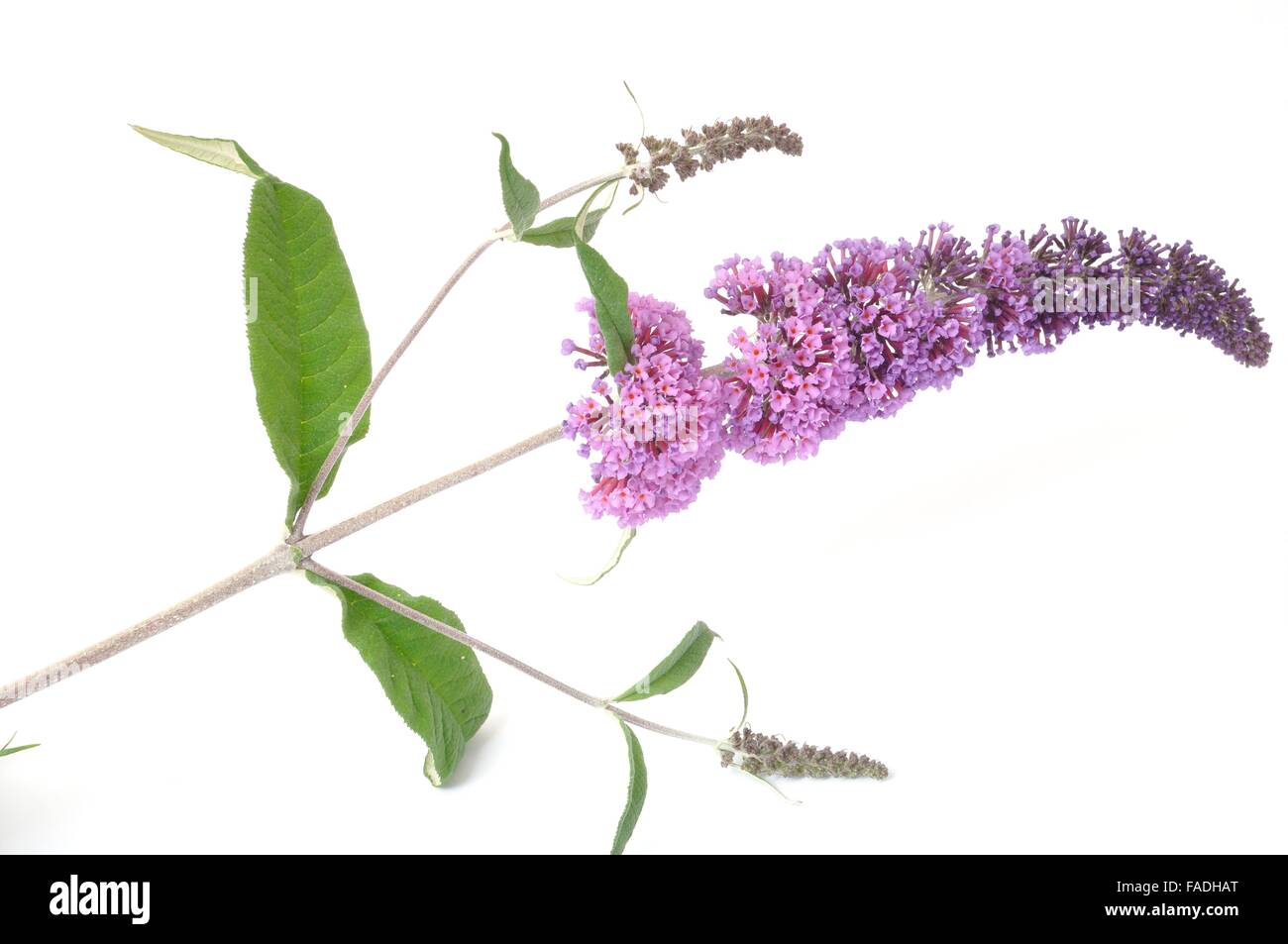 Buddleia hi-res stock photography and images - Alamy