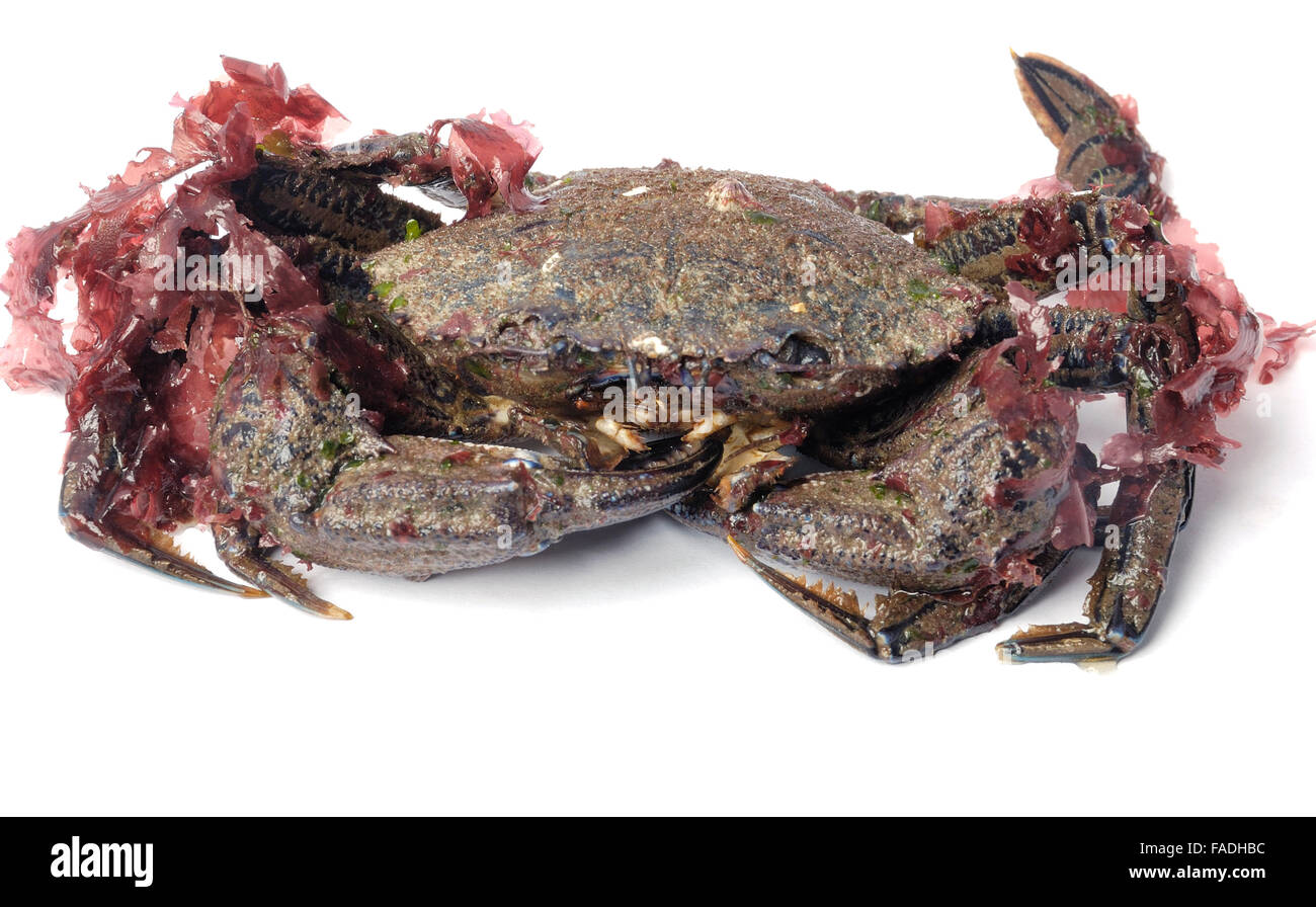 Velvet swimming crab Stock Photo - Alamy
