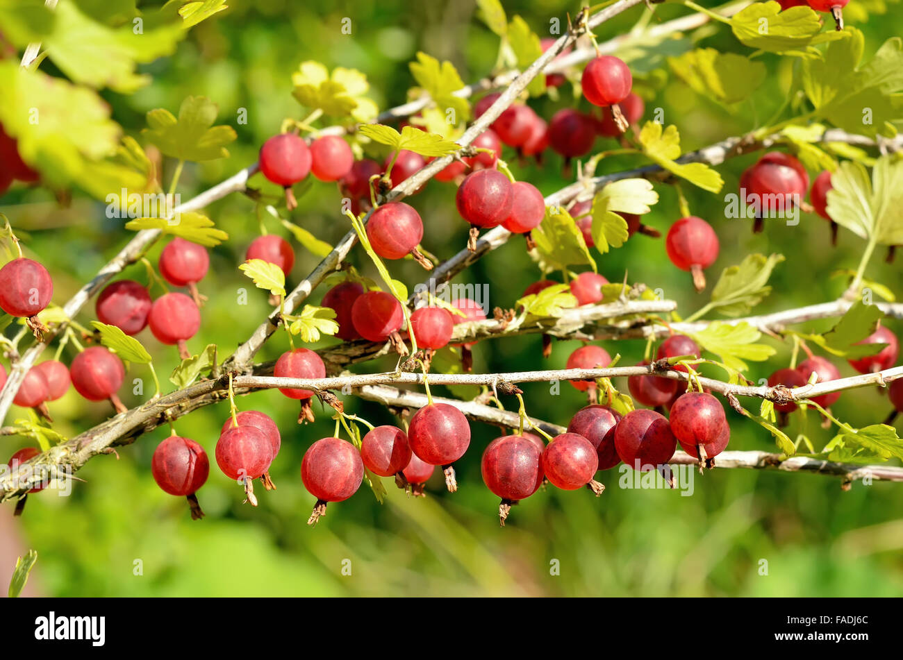 Red gooseberries on branches in garden Stock Photo - Alamy