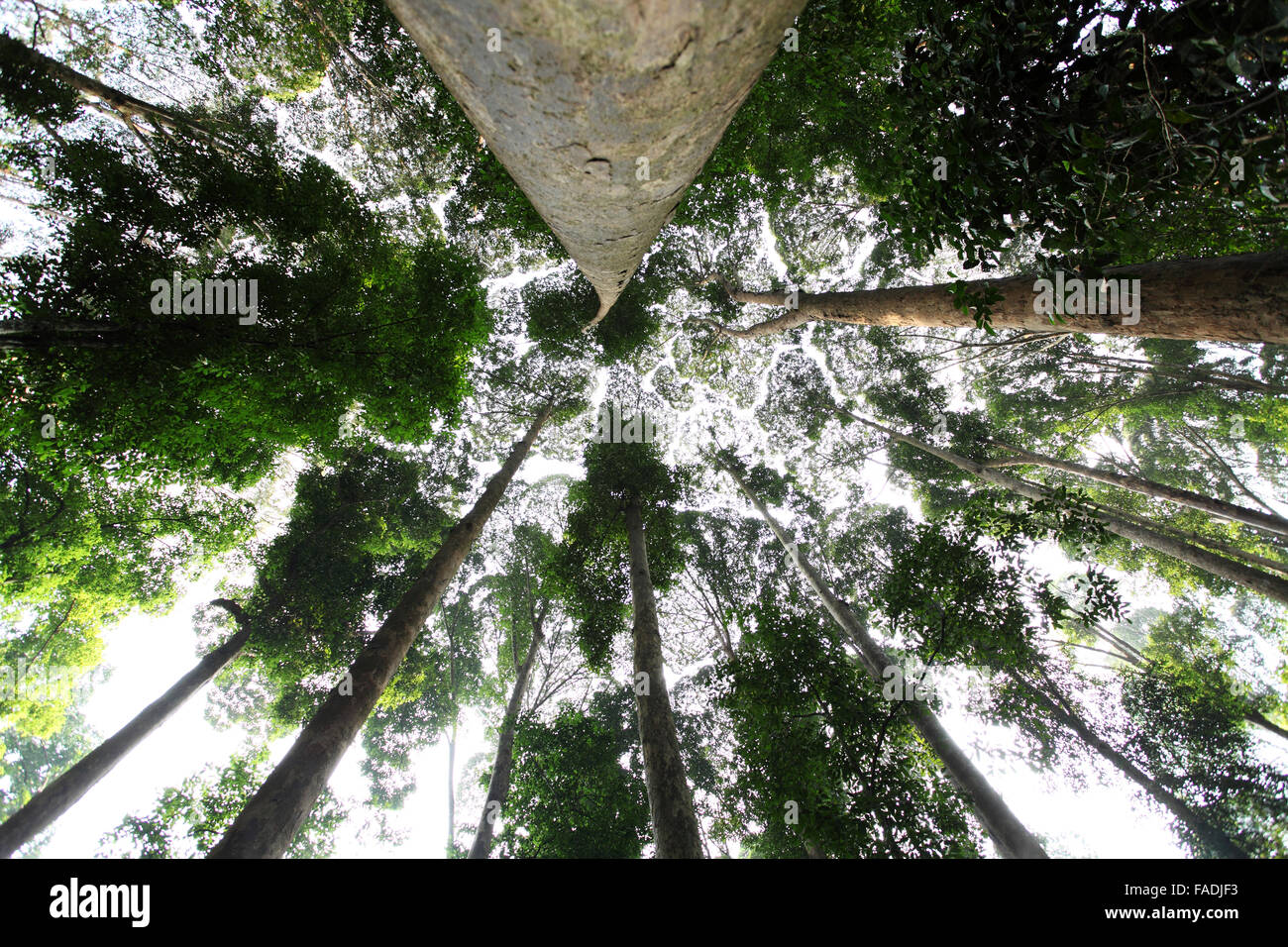 low angle of the tree in the forest Stock Photo - Alamy