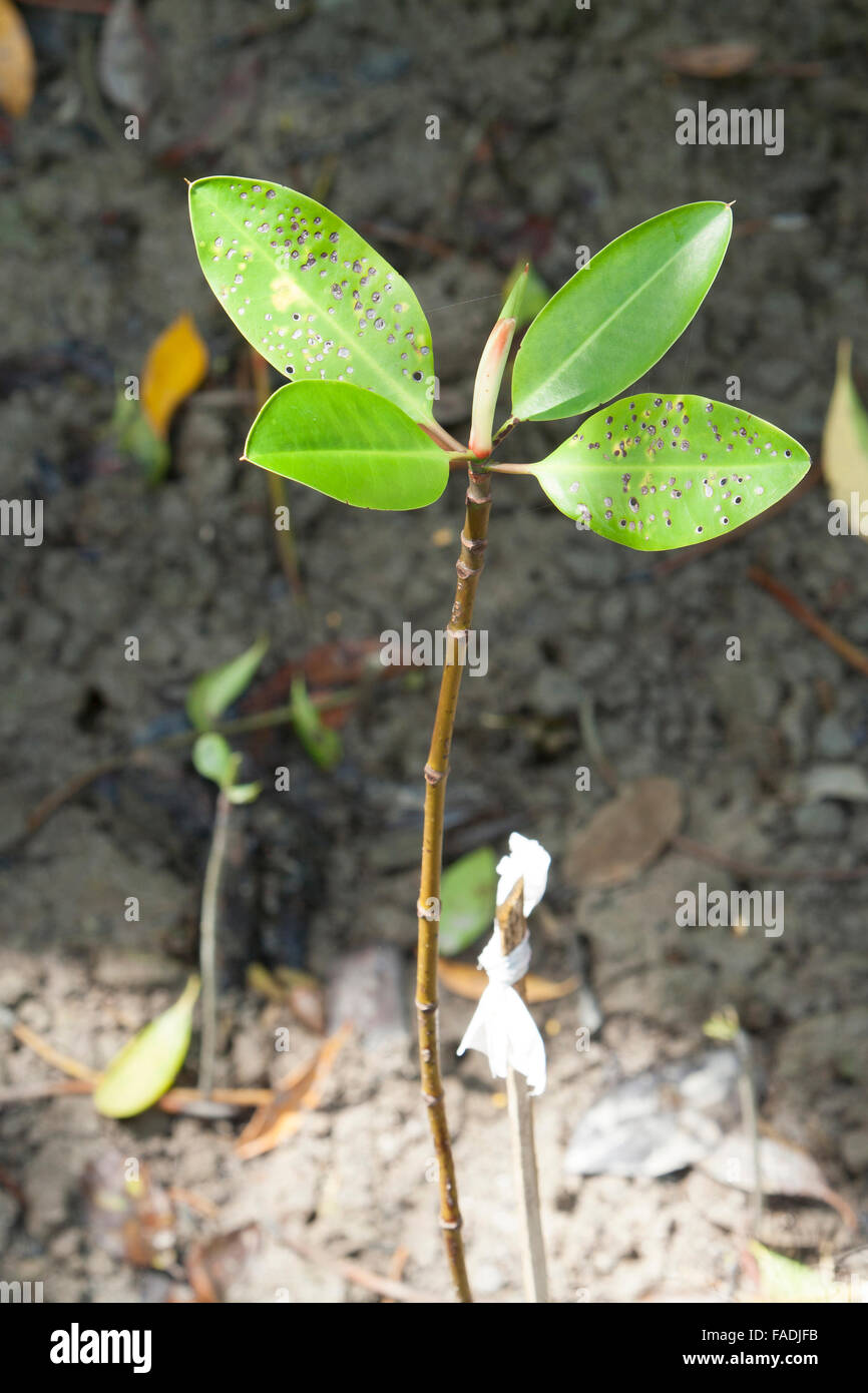 small mangrove tree Stock Photo - Alamy