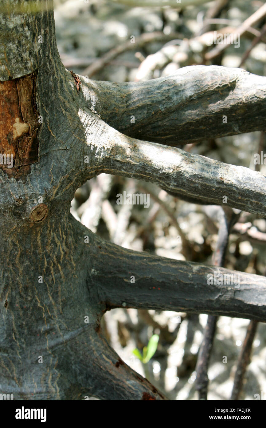 Mangrove root system Stock Photo - Alamy