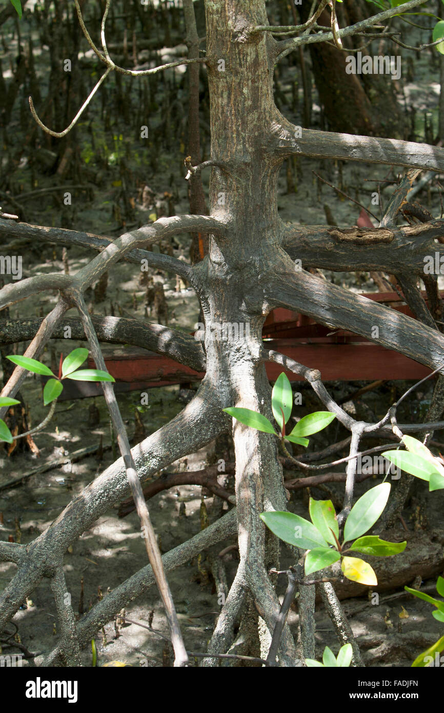 Mangrove root system Stock Photo - Alamy