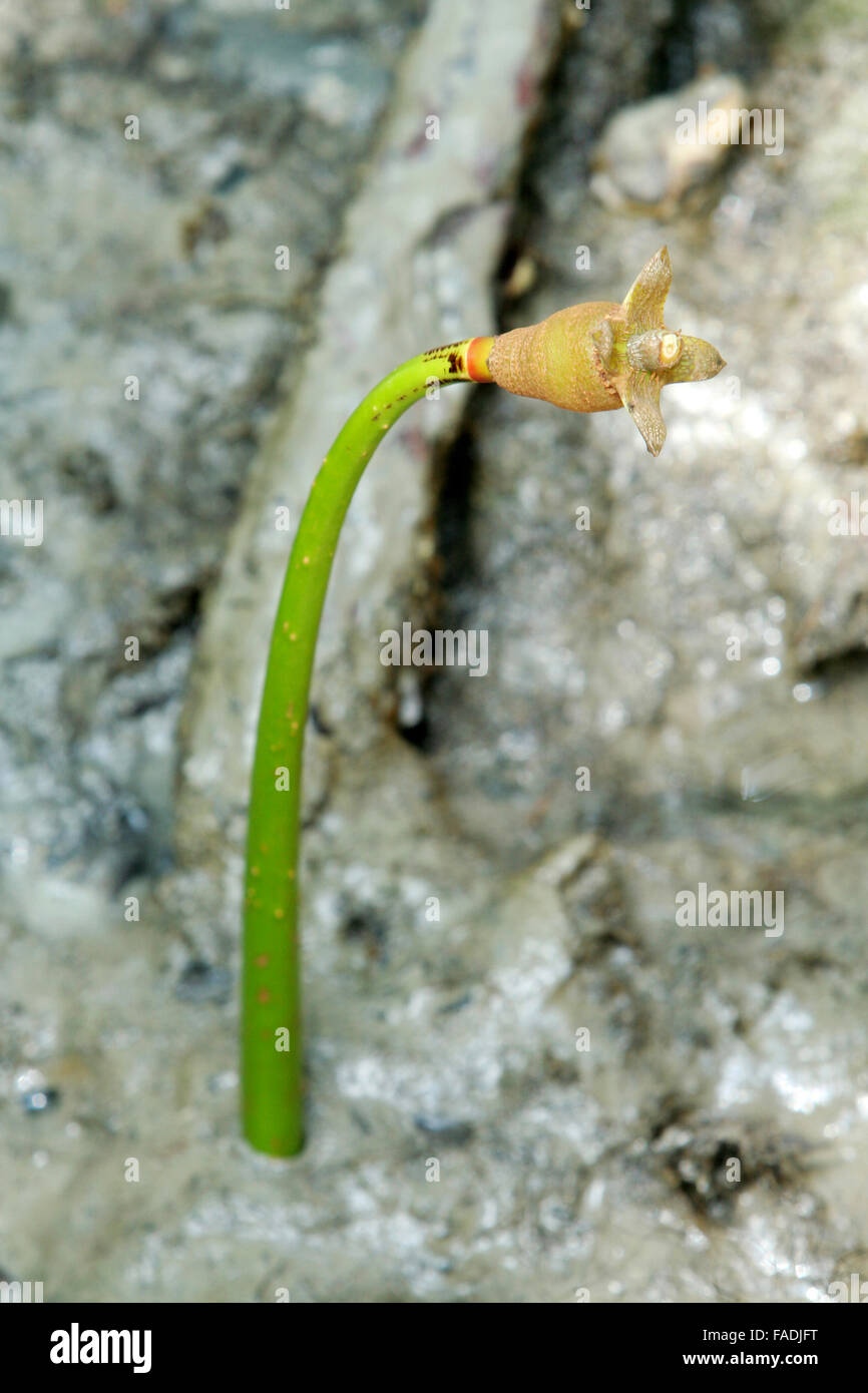 Single mangrove plant hi-res stock photography and images - Alamy