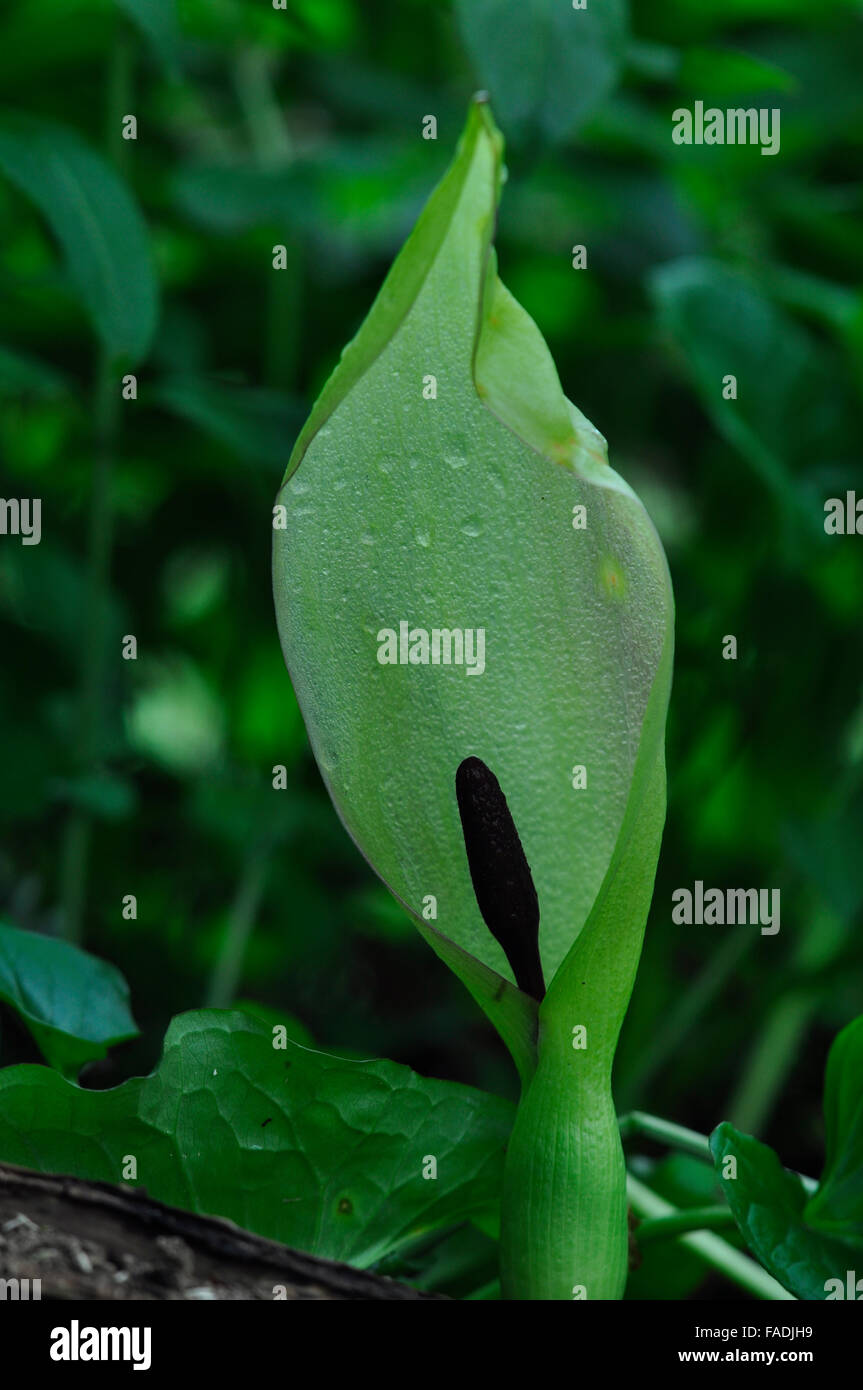 An arum lily UK Stock Photo - Alamy