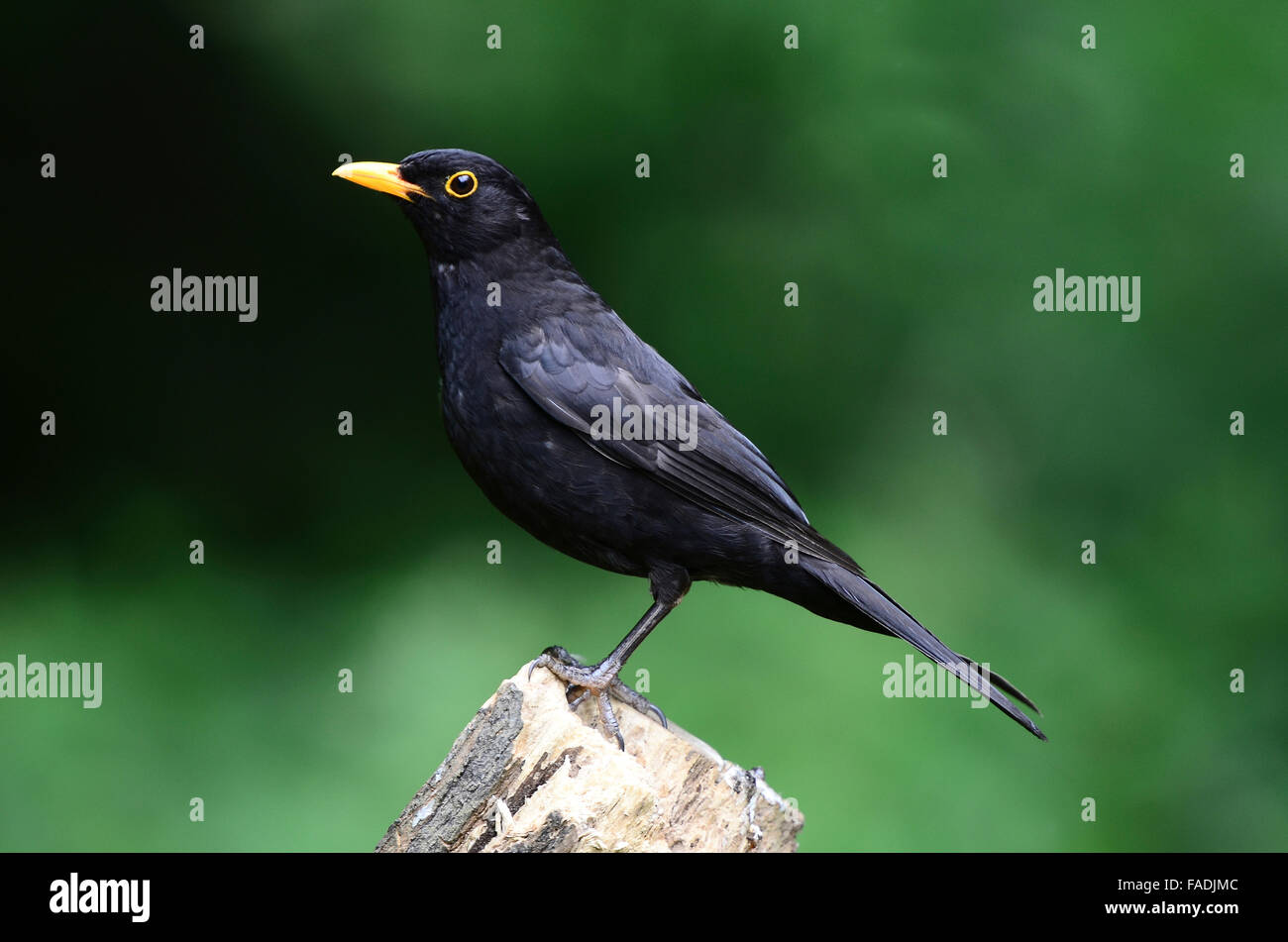 blackbird turdus merula Stock Photo - Alamy
