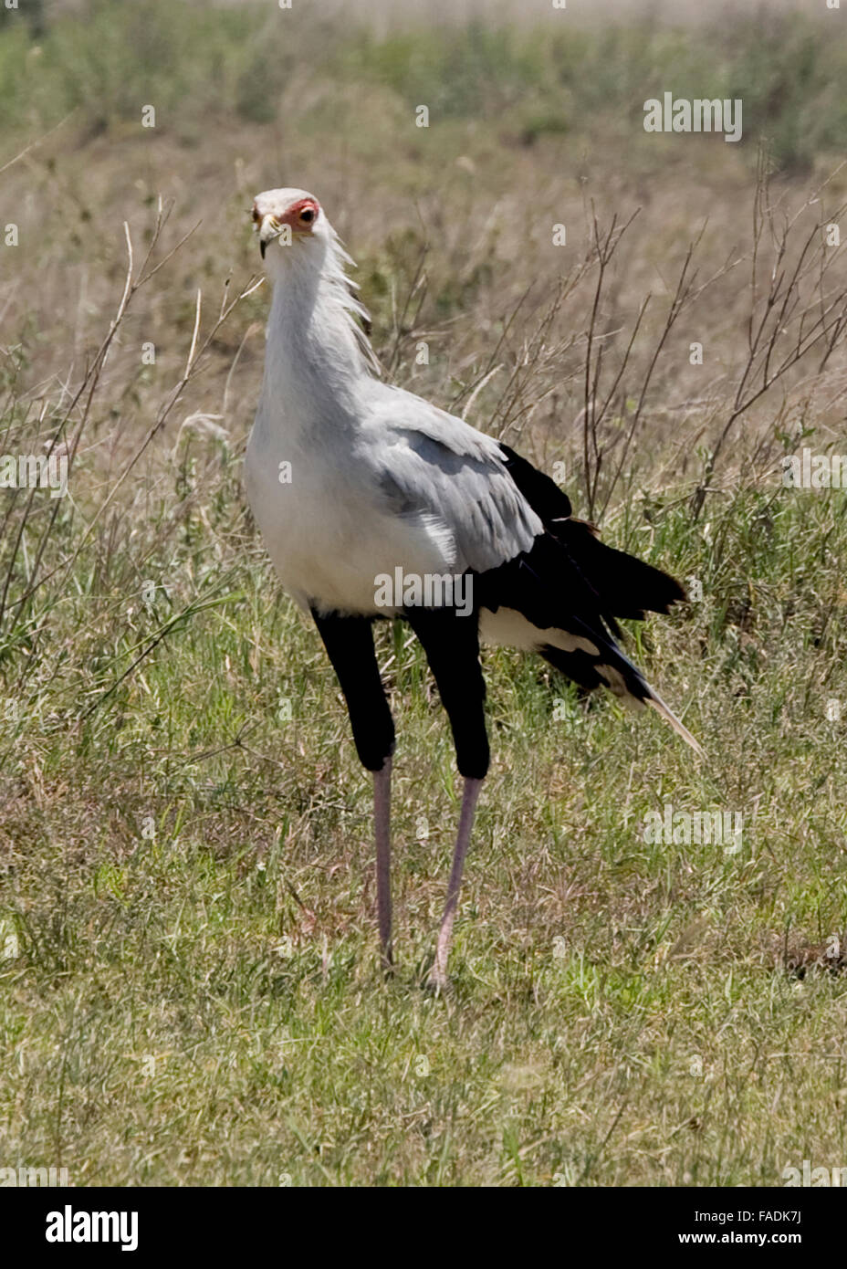 Secretary Bird Tanzania East Africa Stock Photo - Alamy