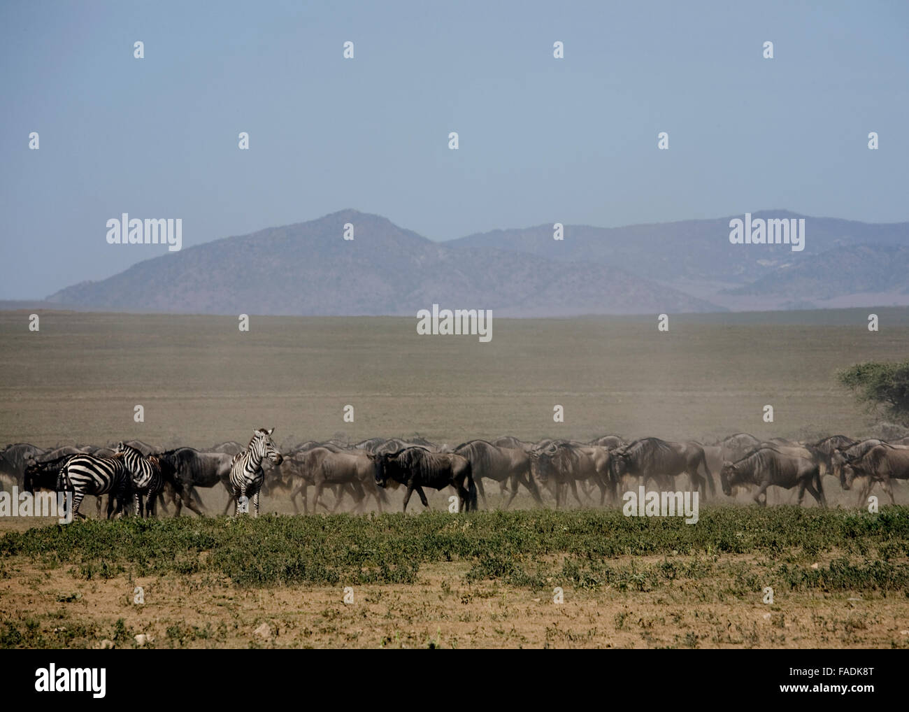 Wildebeest Migrating Africa High Resolution Stock Photography and ...