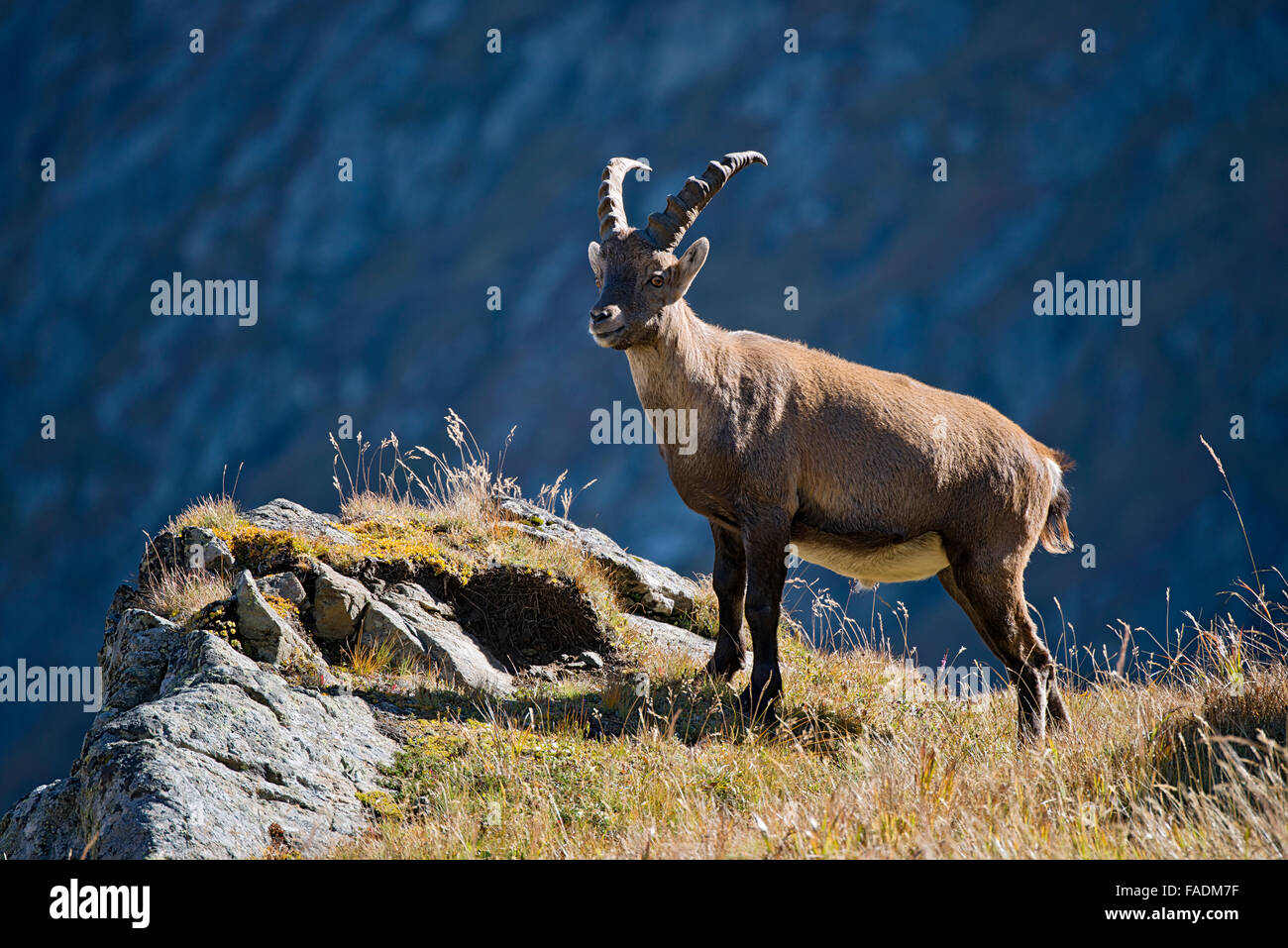 Alpine ibex cliff hi-res stock photography and images - Alamy
