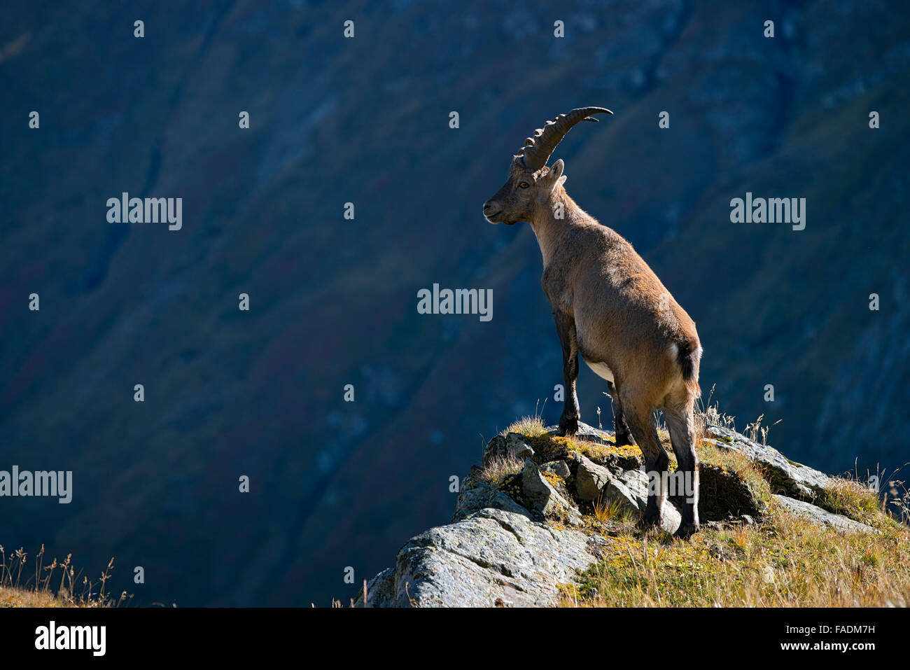 Alpine ibex (Capra ibex), male standing on cliff edge, Kaiser-Franz ...