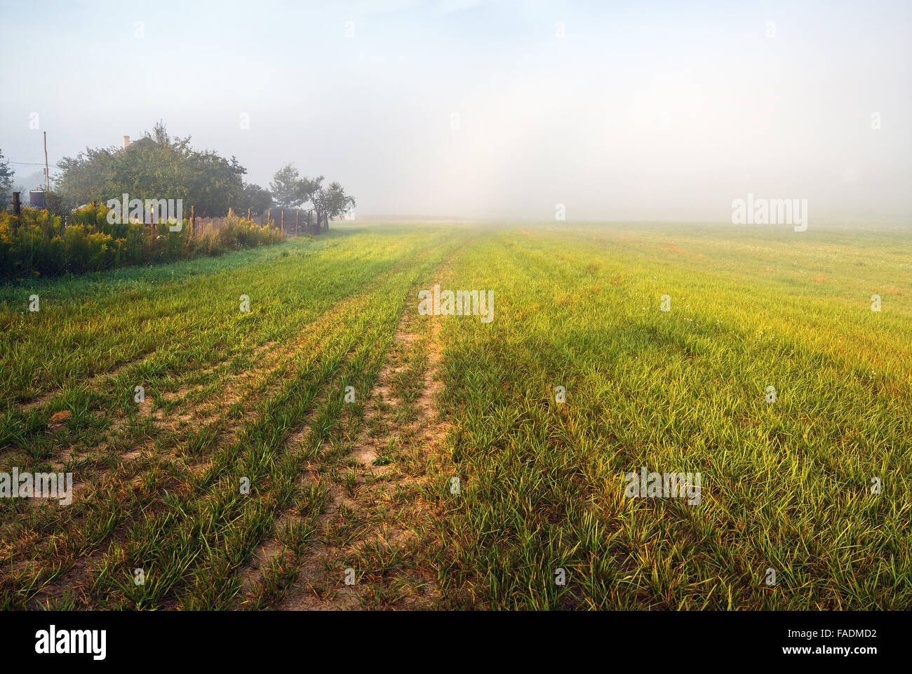 Foggy field at morning. Rural landscape with bright green grass and fog ...
