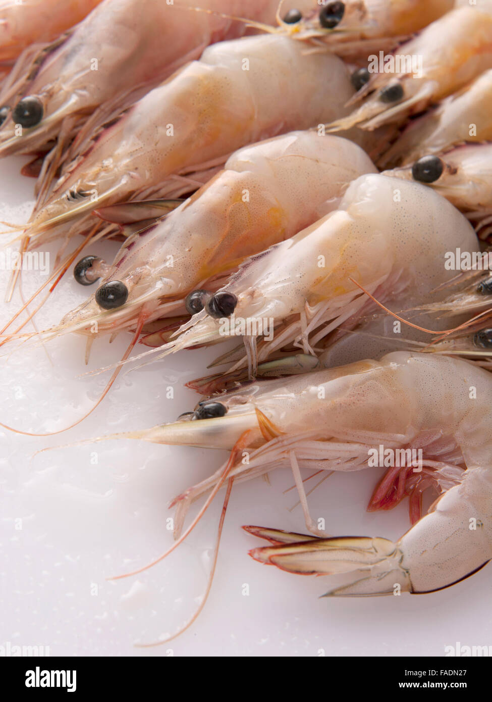 fresh prawn on the white background Stock Photo - Alamy