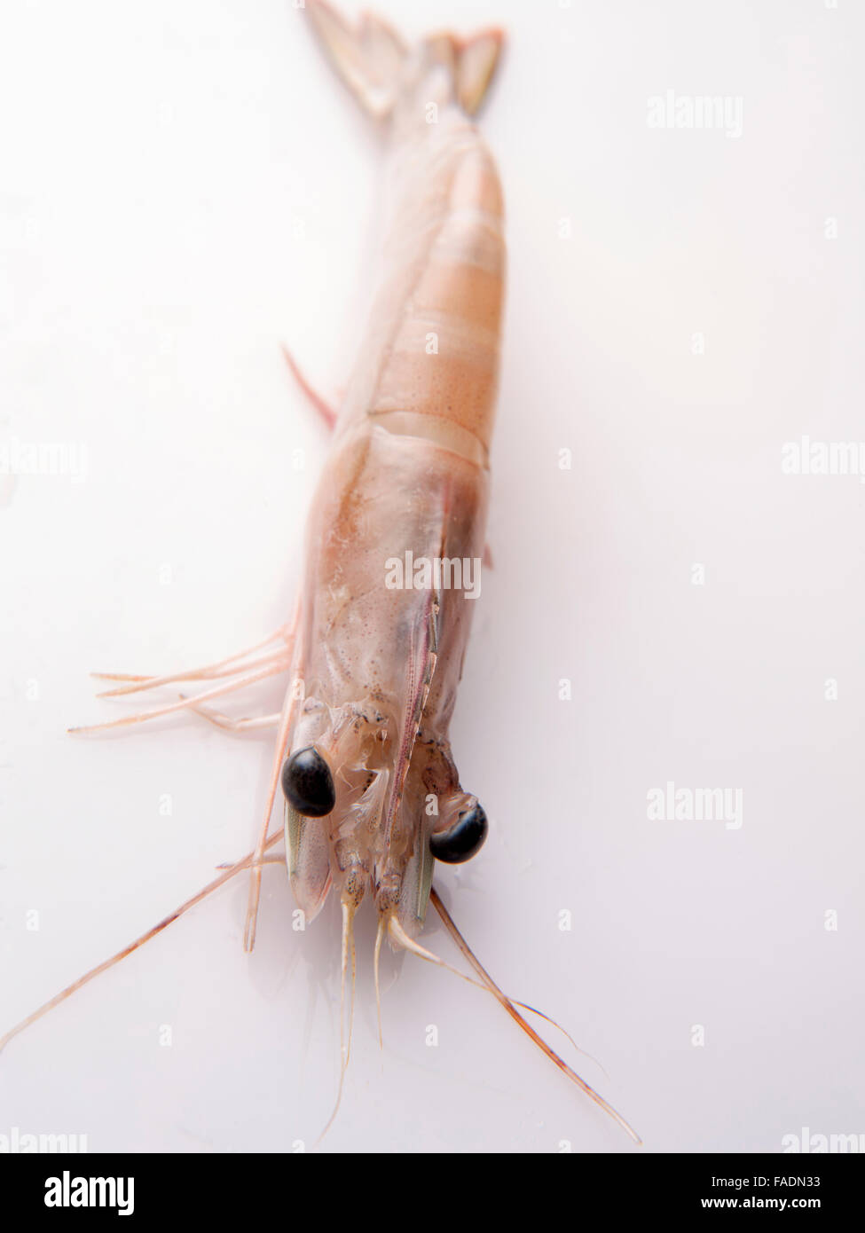 close up of the fresh prawn on the white background Stock Photo - Alamy
