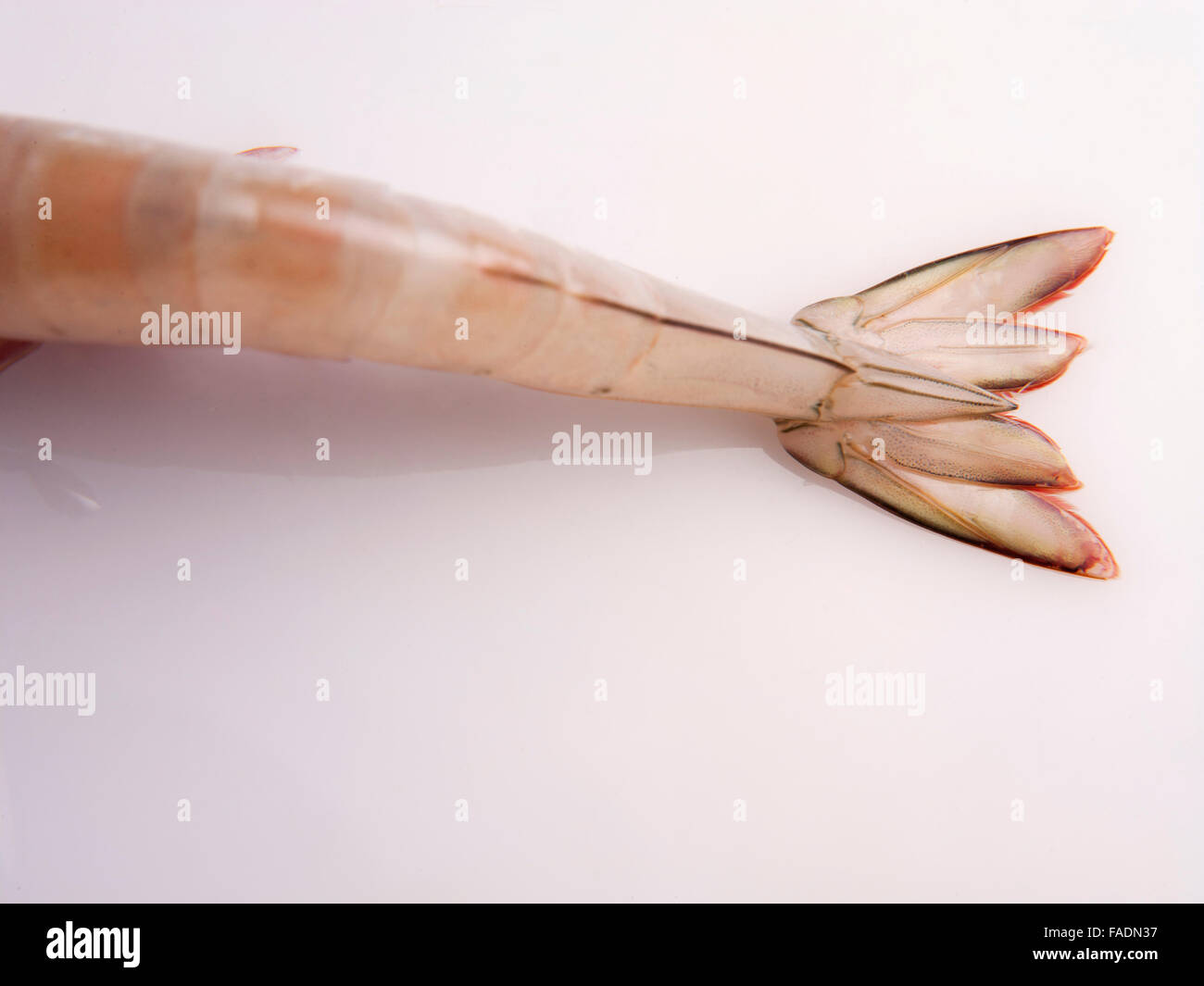 Tail of a shrimp on the white background Stock Photo - Alamy