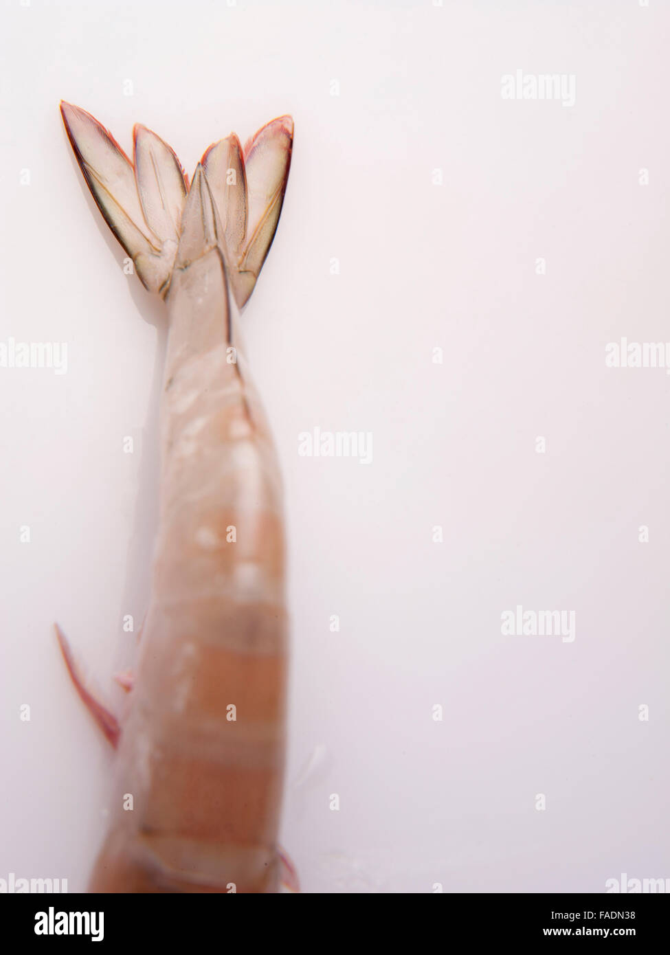 Tail of a shrimp on the white background Stock Photo - Alamy