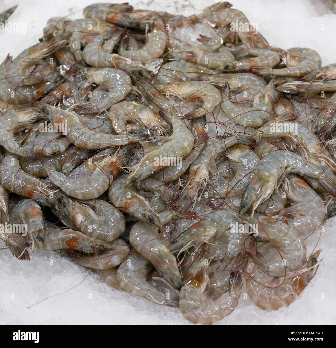group of the fresh prawn on top of ice cute Stock Photo - Alamy