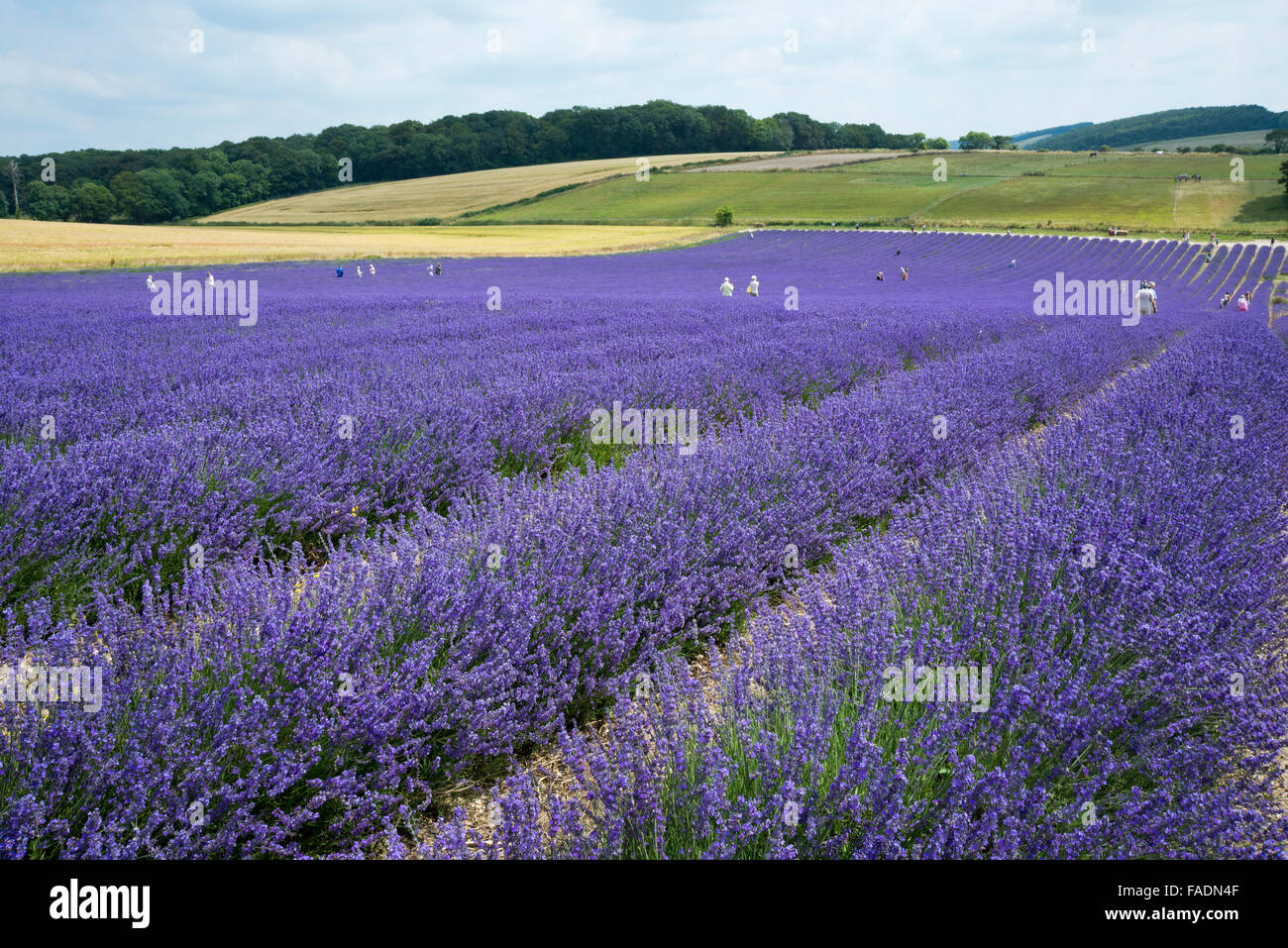 Mailette Lavender ripe for havest in rows at Lordington Lavender is ...