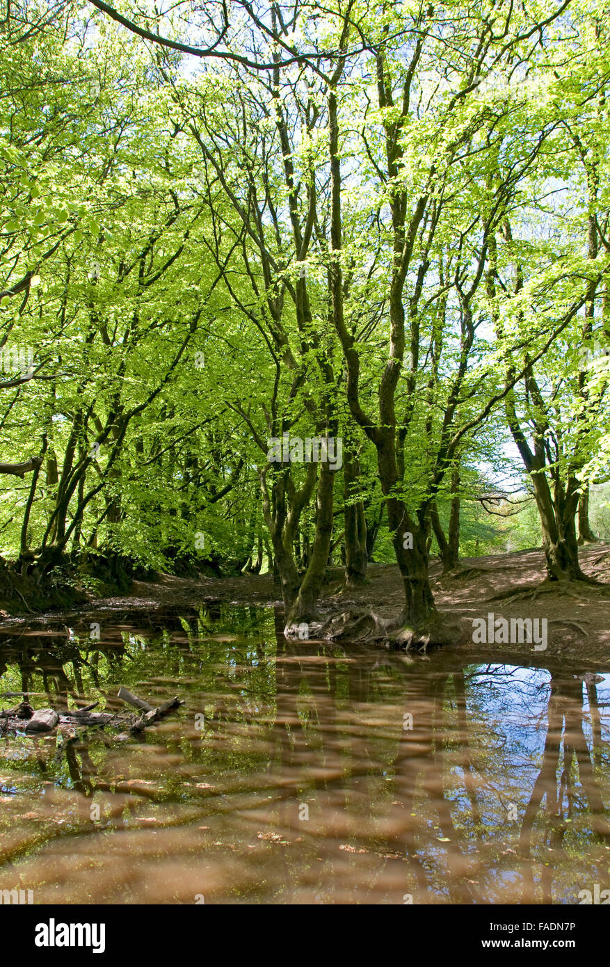 Woodland somerset quantocks hi-res stock photography and images - Alamy