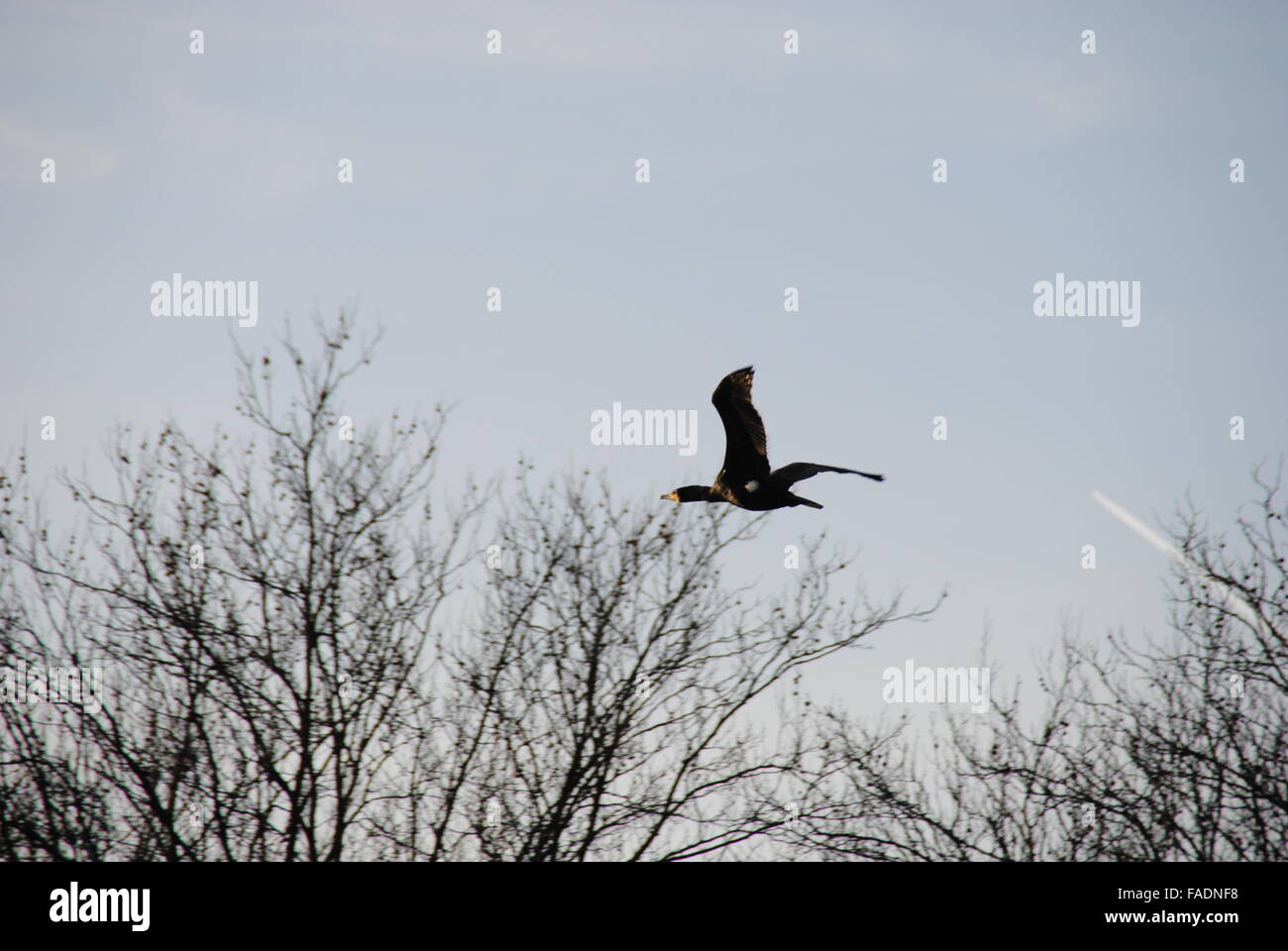 Flying over tree tops hi-res stock photography and images - Alamy