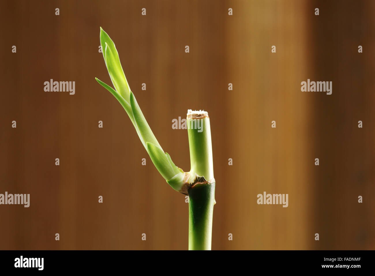 New bamboo shot hi-res stock photography and images - Alamy