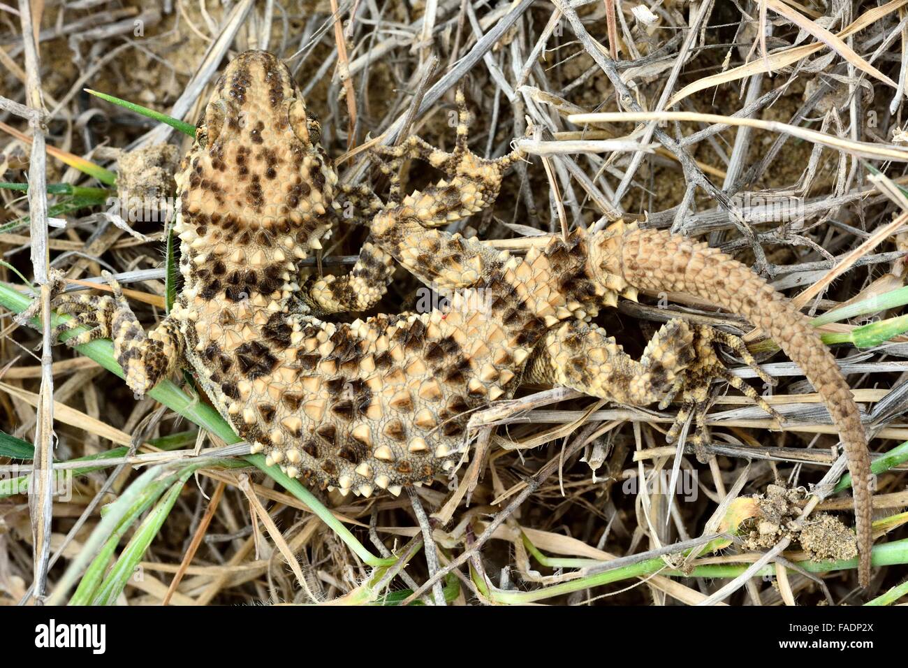 Caspian bent-toed gecko (Tenuidactylus caspius). A photograph of this ...