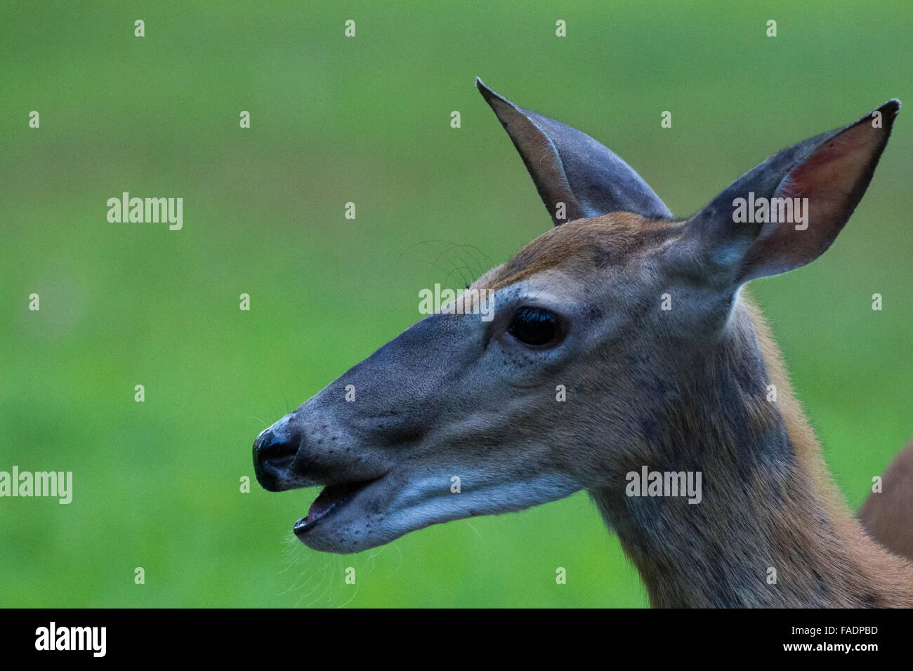 Doe deer smiling hi-res stock photography and images - Alamy