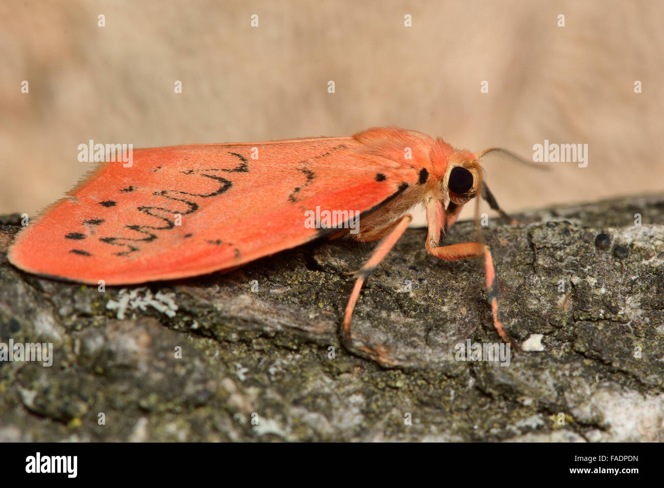Rosy footman moth hi-res stock photography and images - Alamy