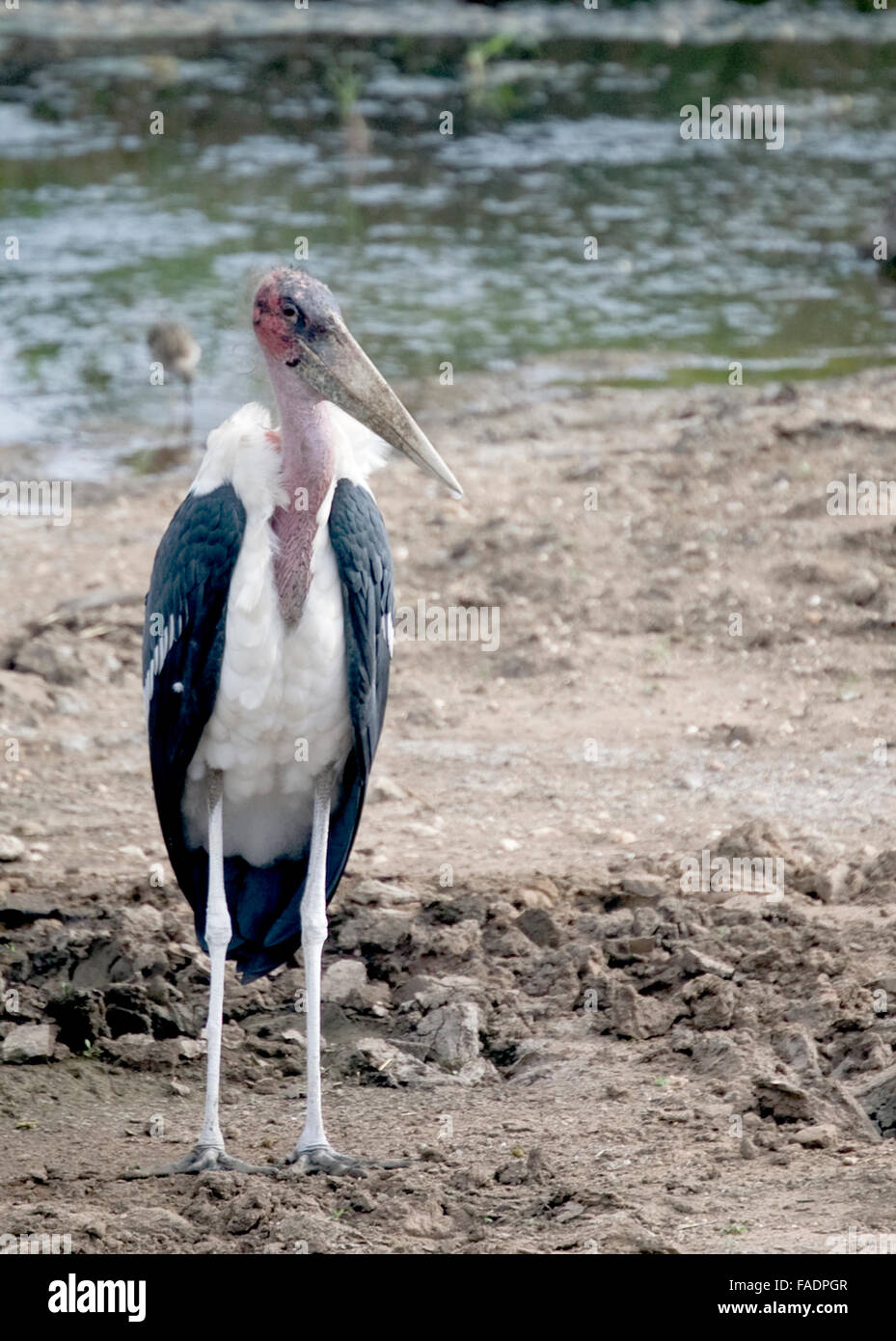 Marabou Stork Tanzania East Africa Stock Photo - Alamy