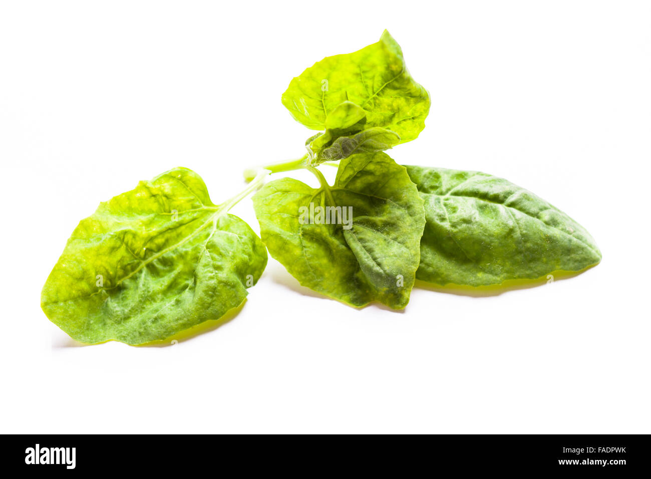 Spinach leaves isolated Stock Photo - Alamy