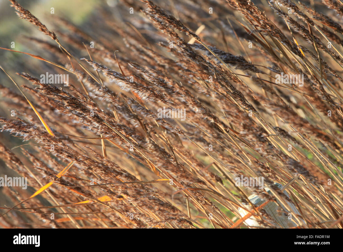 Sand dunes form where a beach is big enough to allow the sand to ...