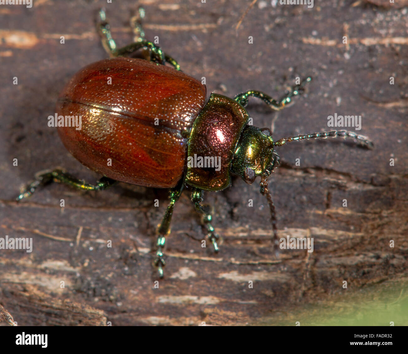 Chrysolina polita beetle. A leaf beetle seen from above, clearly ...