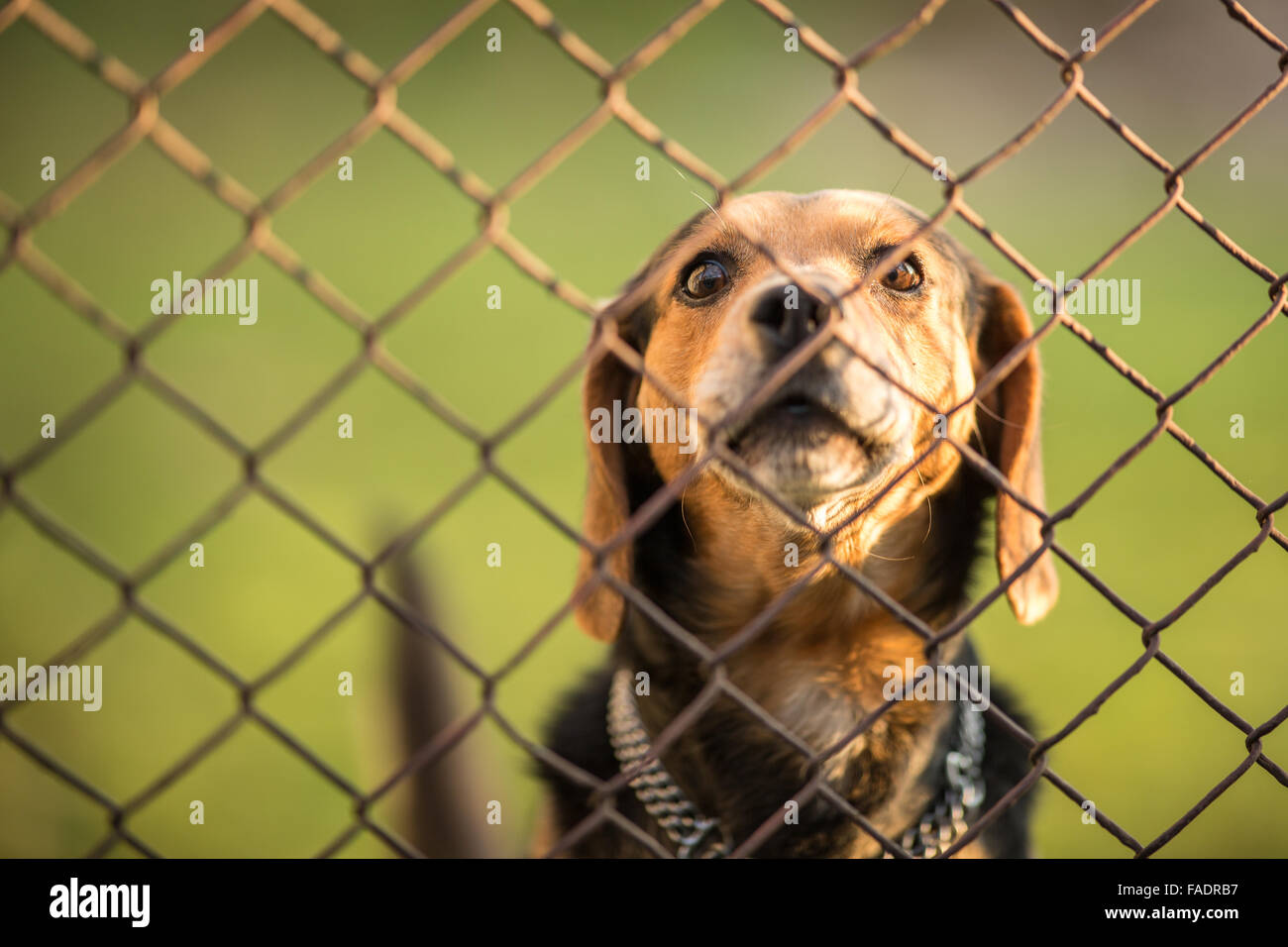Cute guard dog behind fence, barking, checking you out Stock Photo - Alamy