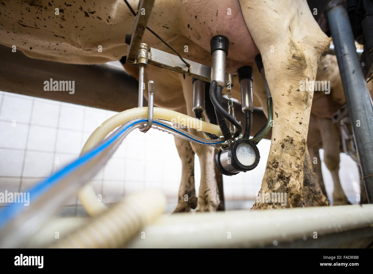 Holstein cow being milked hi-res stock photography and images - Alamy