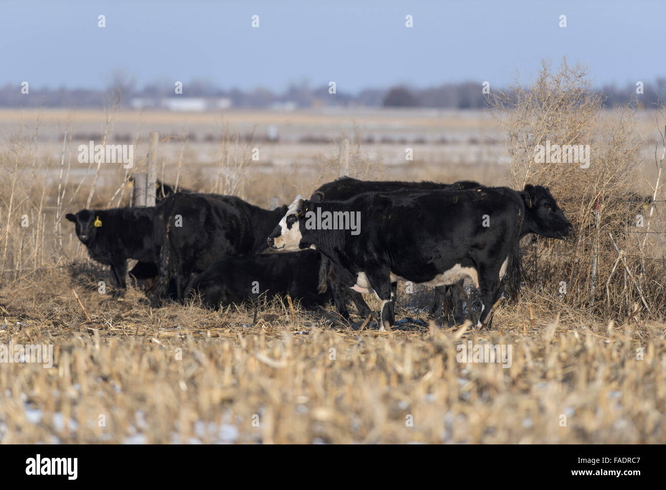 Black Angus Beef Cattle on a South Dakota Ranch Stock Photo - Alamy