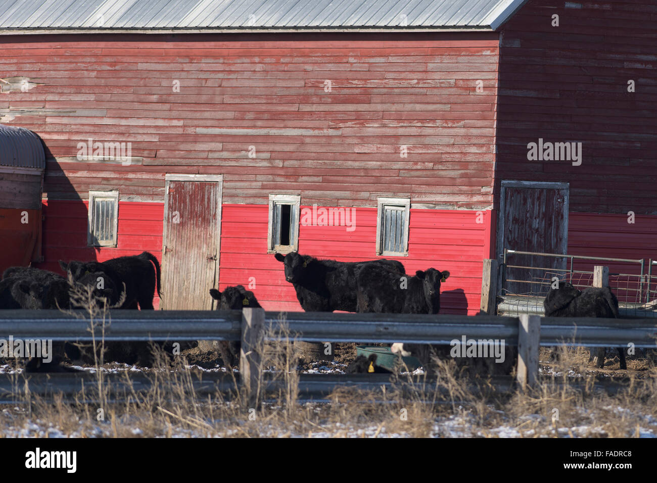 Black Angus Beef Cattle on a South Dakota Ranch Stock Photo - Alamy