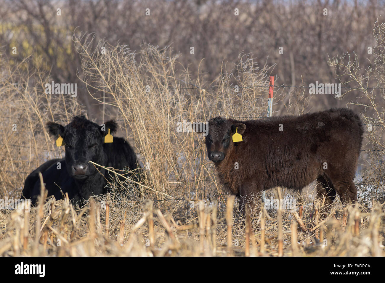 Black Angus Beef Cattle on a South Dakota Ranch Stock Photo - Alamy