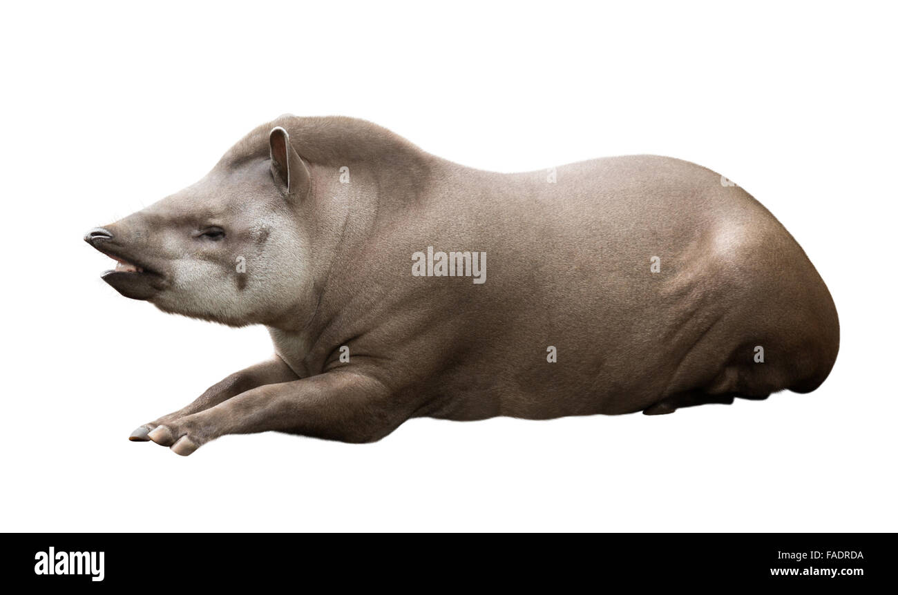 Male tapir. Isolated over white background Stock Photo - Alamy