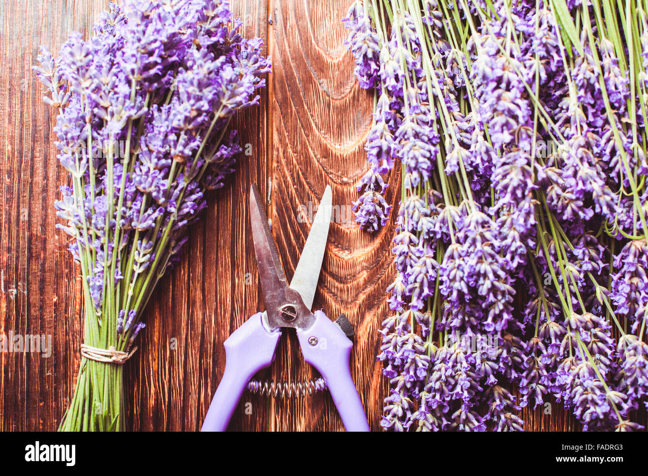 The Lavender cutting Stock Photo - Alamy