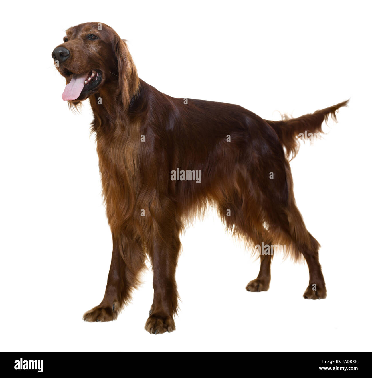 Standing male Irish Setter, isolated on white Stock Photo - Alamy