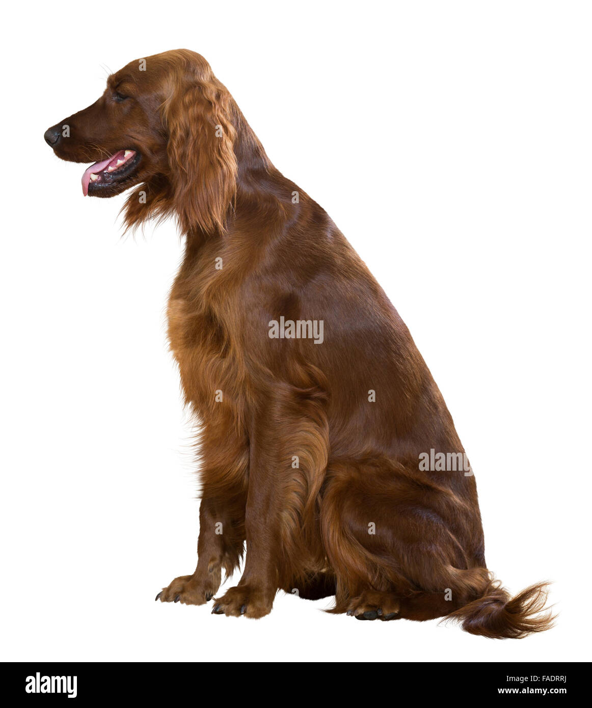 Sitting Red Irish Setter, isolated on white Stock Photo - Alamy