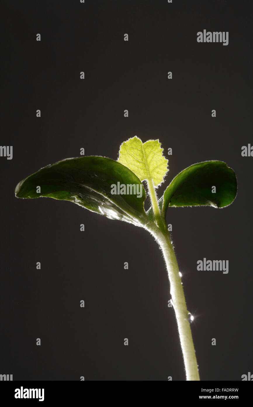 water drop on the little plant Stock Photo - Alamy