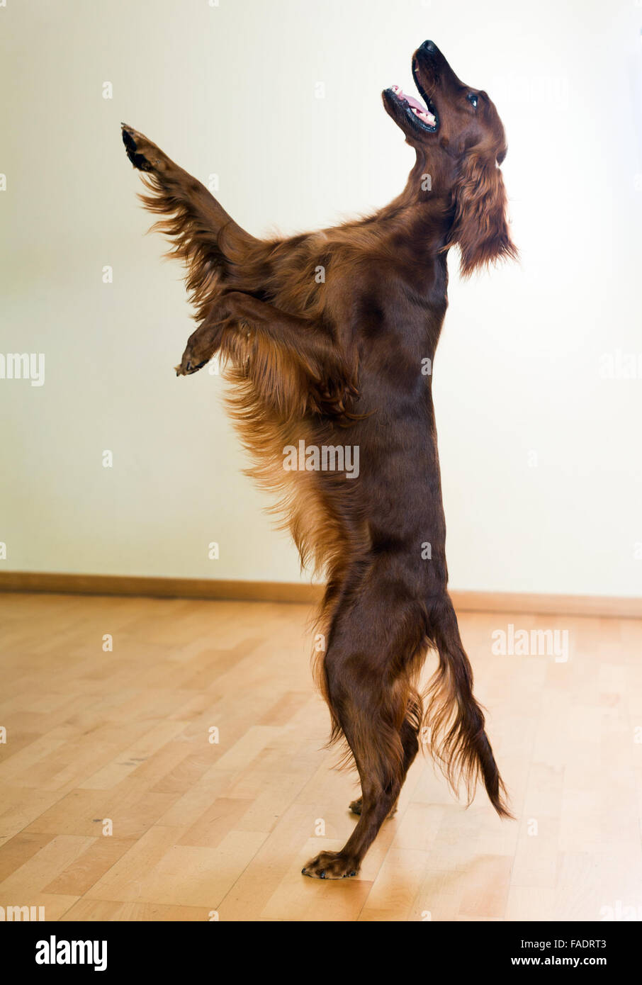 Irish Setter playing on parquet floor at living room Stock Photo - Alamy