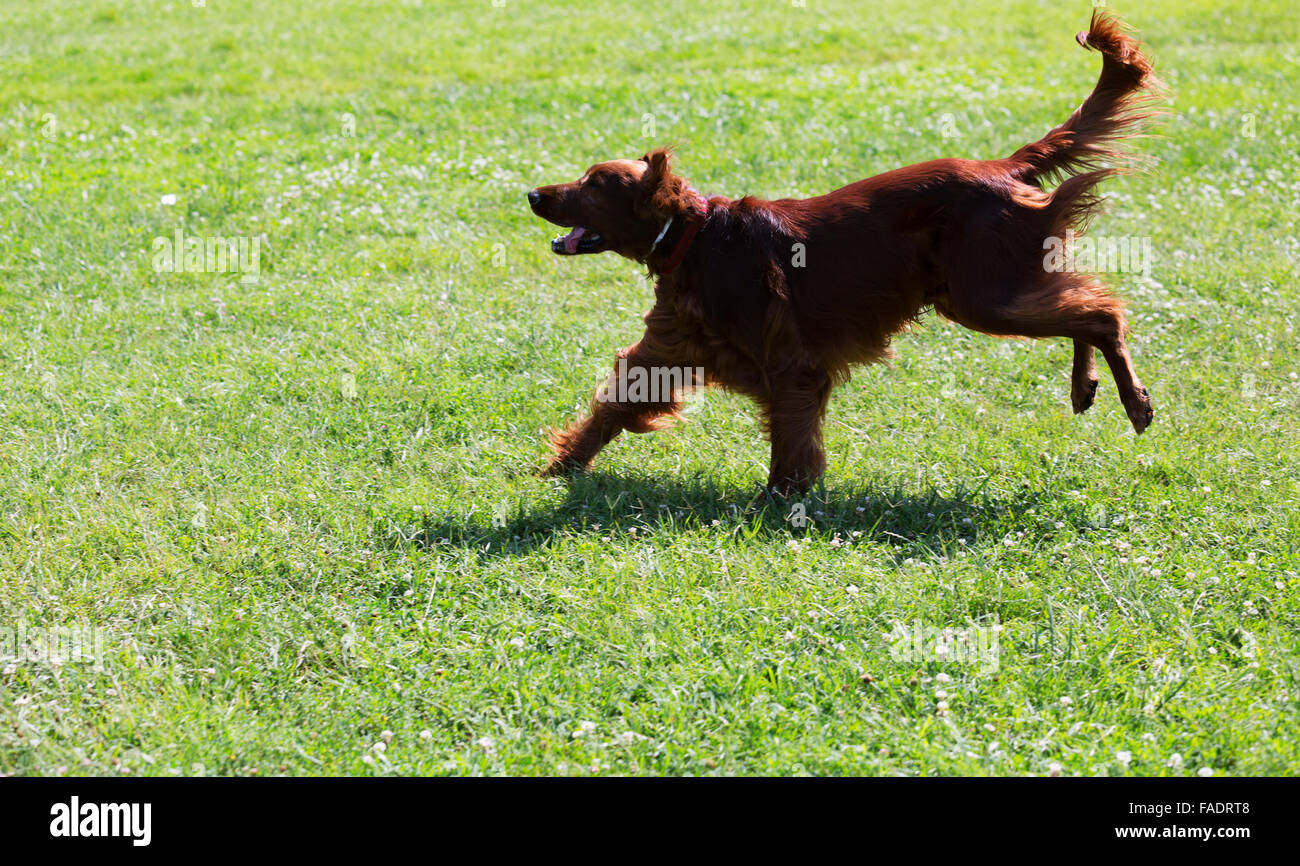 Irish Setter running at park Stock Photo - Alamy
