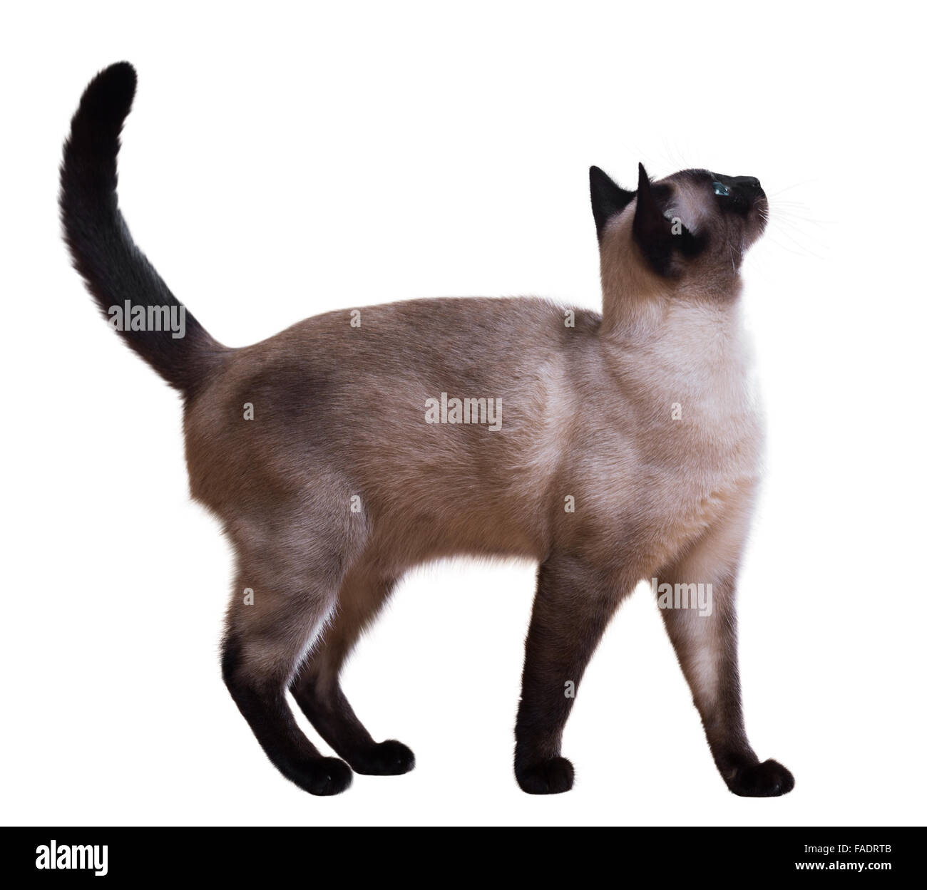 Standing Siamese cat, isolated on white Stock Photo - Alamy