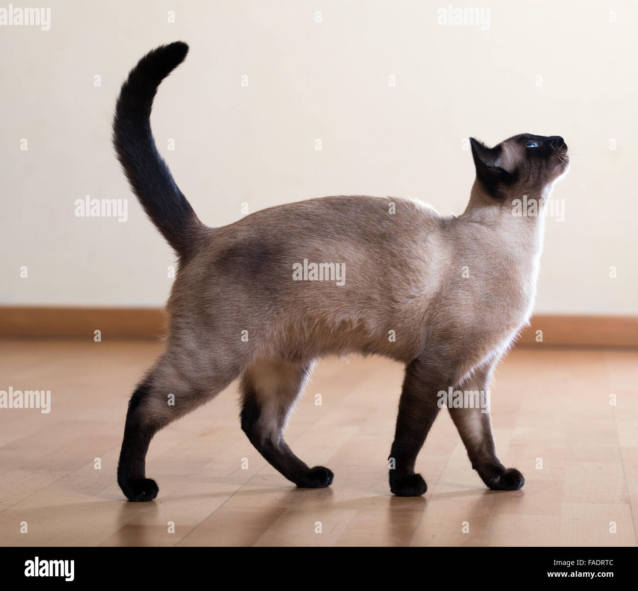 full length shot of Standing young adult siamese cat indoor Stock Photo ...