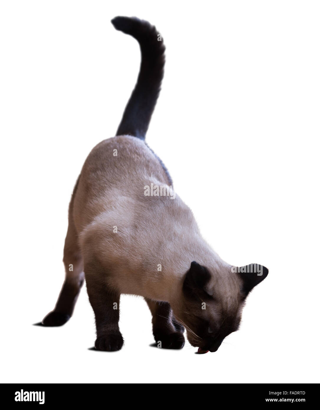 Eating siamese cat hi-res stock photography and images - Alamy