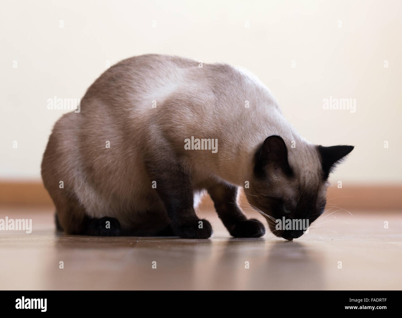 Eating adult Siamese cat on floor Stock Photo - Alamy