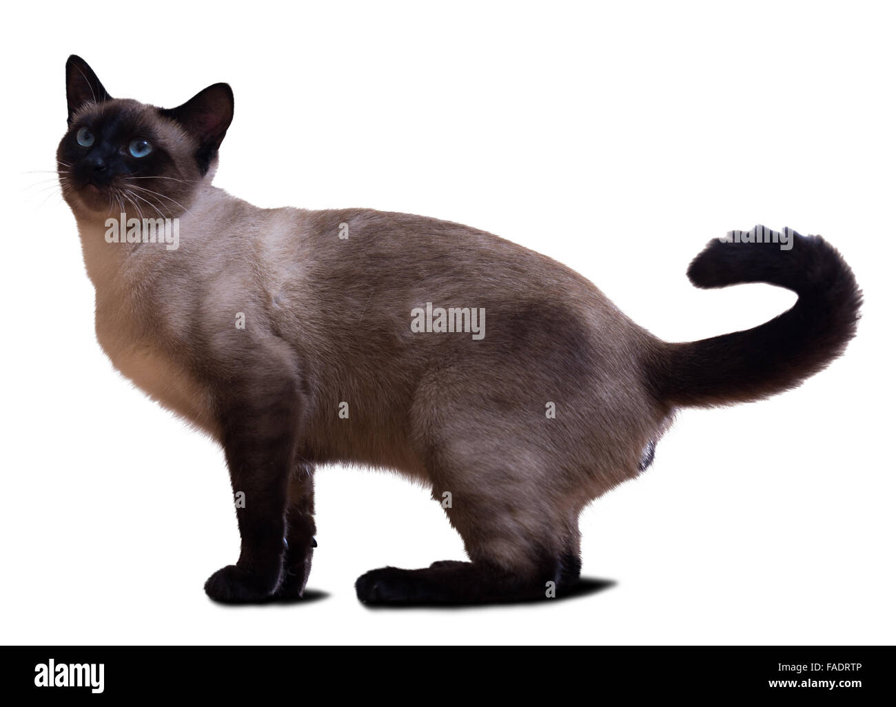 Sitting adult Siamese cat. Isolated over white Stock Photo - Alamy