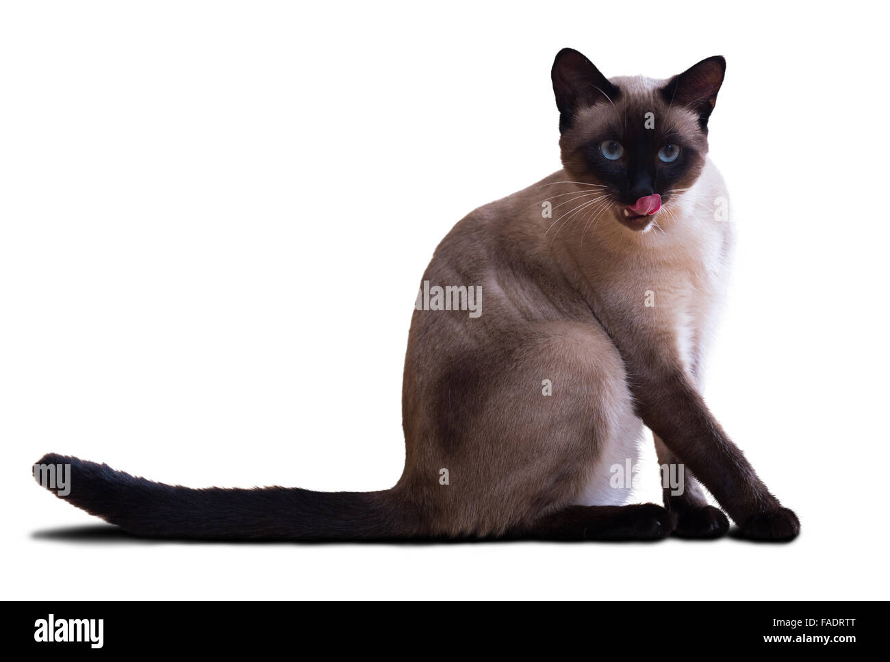 Sitting adult Siamese cat. Isolated on white Stock Photo - Alamy
