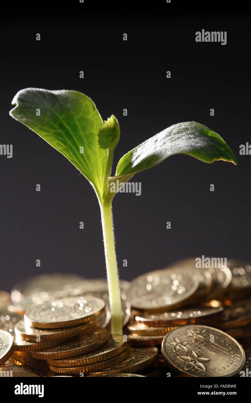 Little plant growing out of pile of coins Stock Photo - Alamy